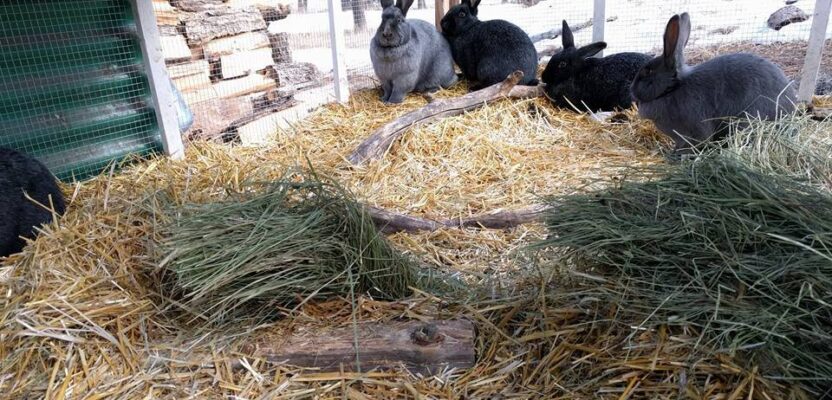 Raising Meat Rabbits in Colonies - Cacophony Ranch: Homesteading ...